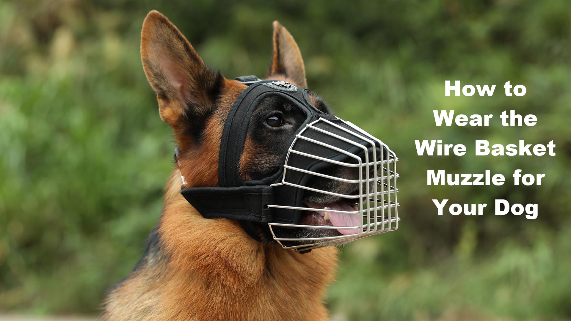 Watch Mayerzon German Shepherd Wire Basket Dog Muzzle on Amazon Live