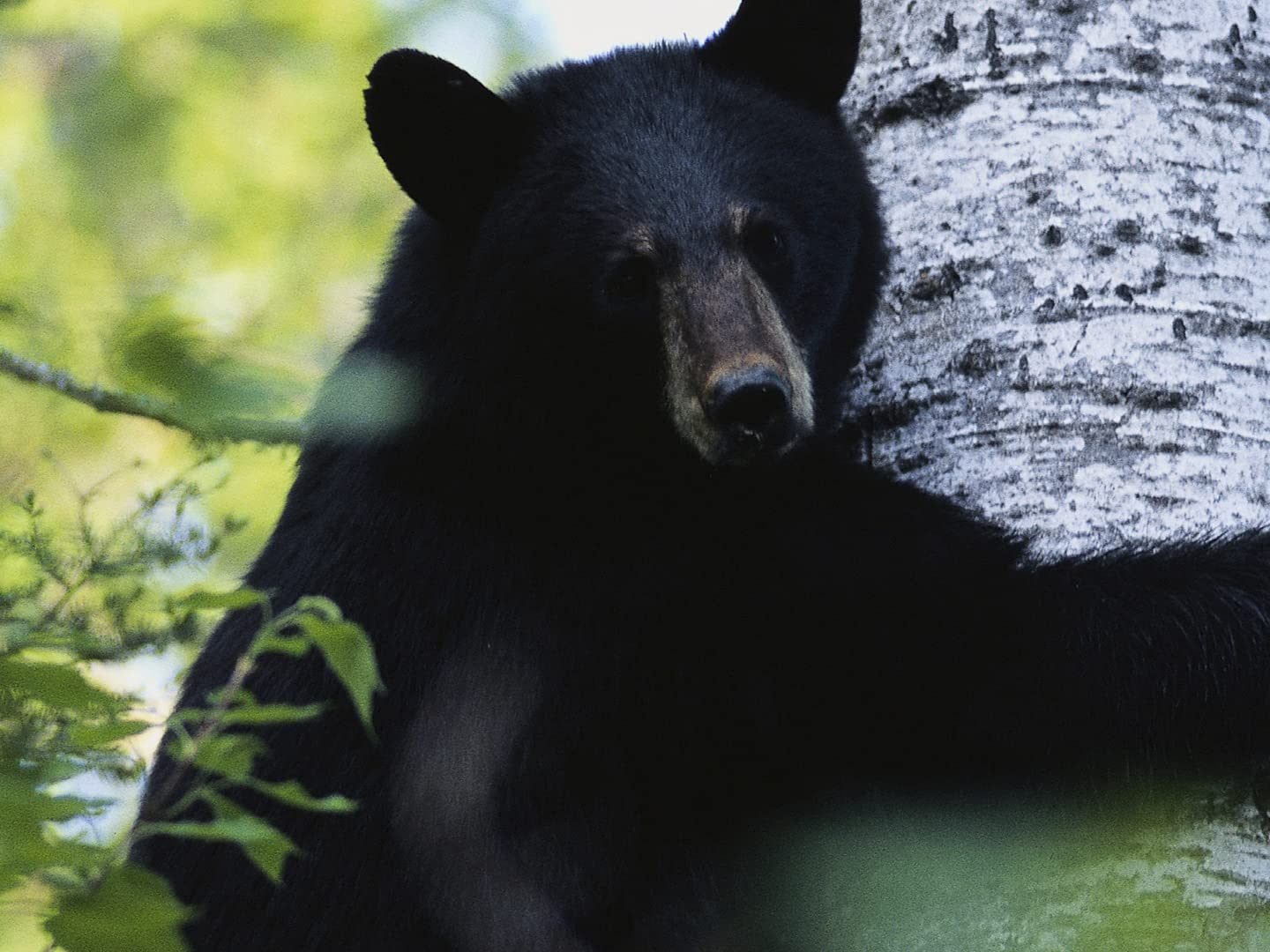 Watch I Was Prey - Season 1 | Prime Video