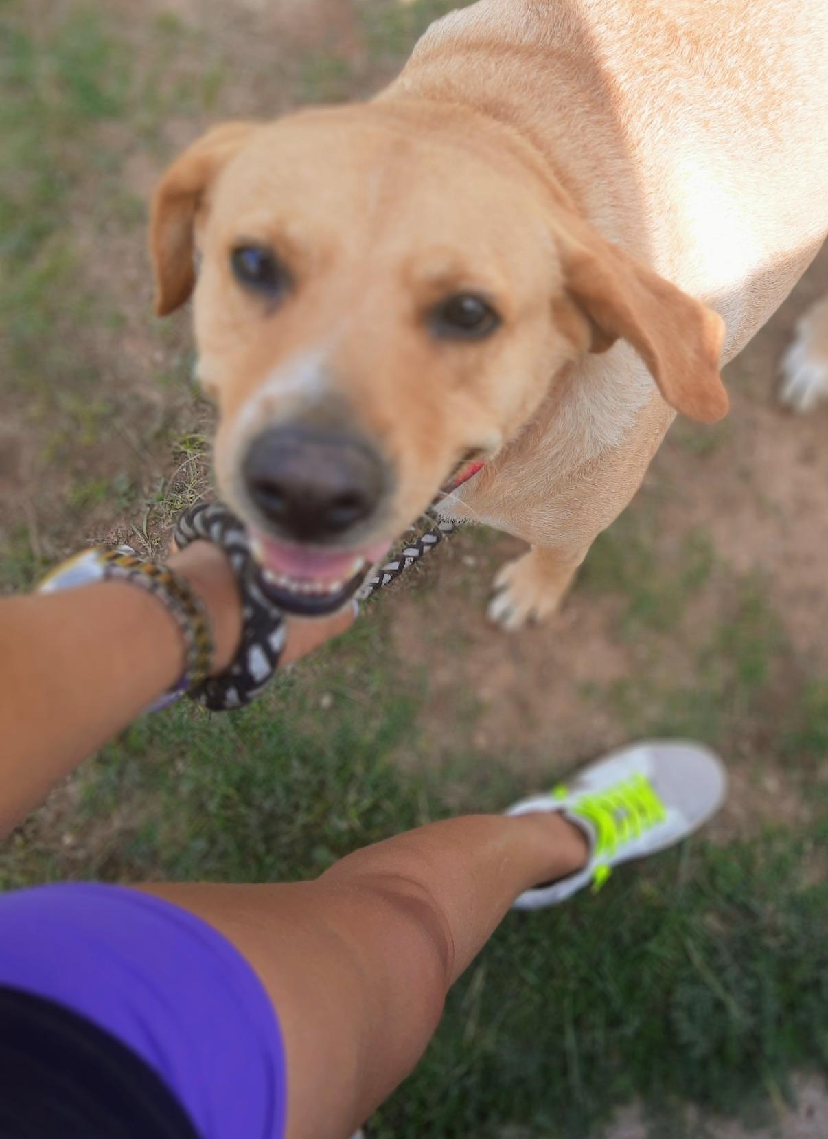 Epic MMA Gear High Waist Athletic Workout Yoga Shorts 3" Inseam Tummy ...