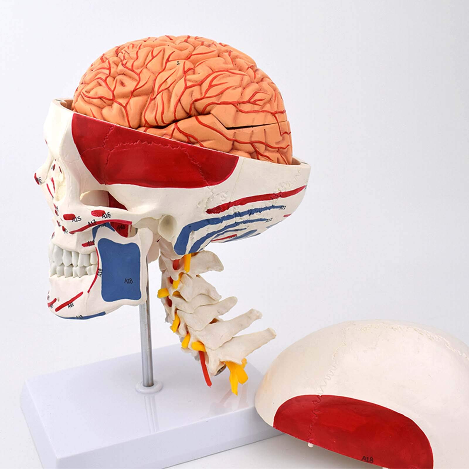 Buy Human Head Skull And Cerebral Artery Anatomical Structure Model ...