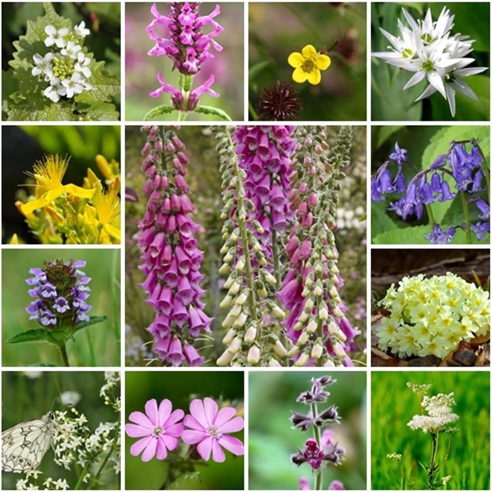 RP Seeds Wildflower Seeds - Special Meadow Mix - 2g. 23 Native British ...