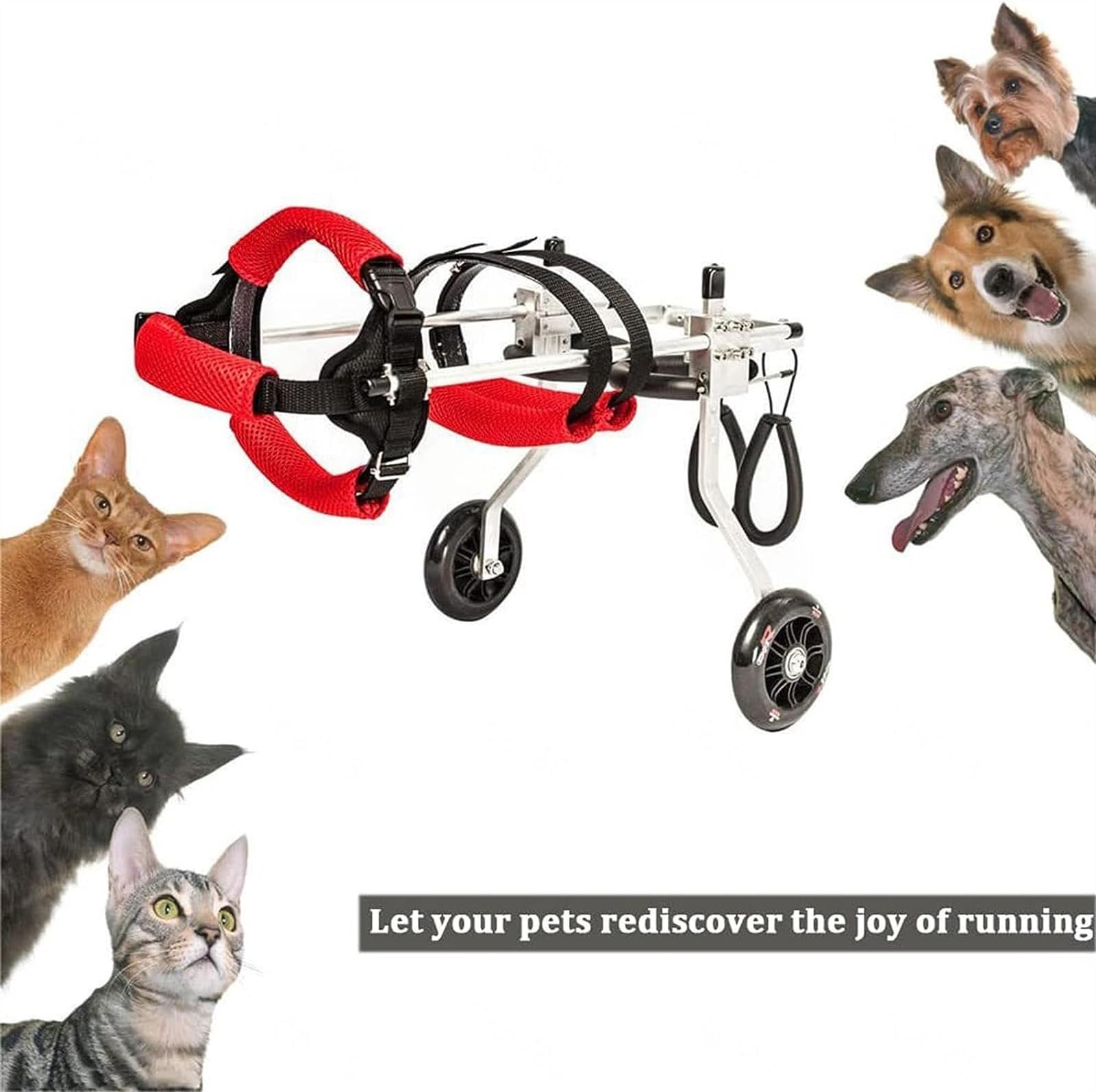 Small Pets List