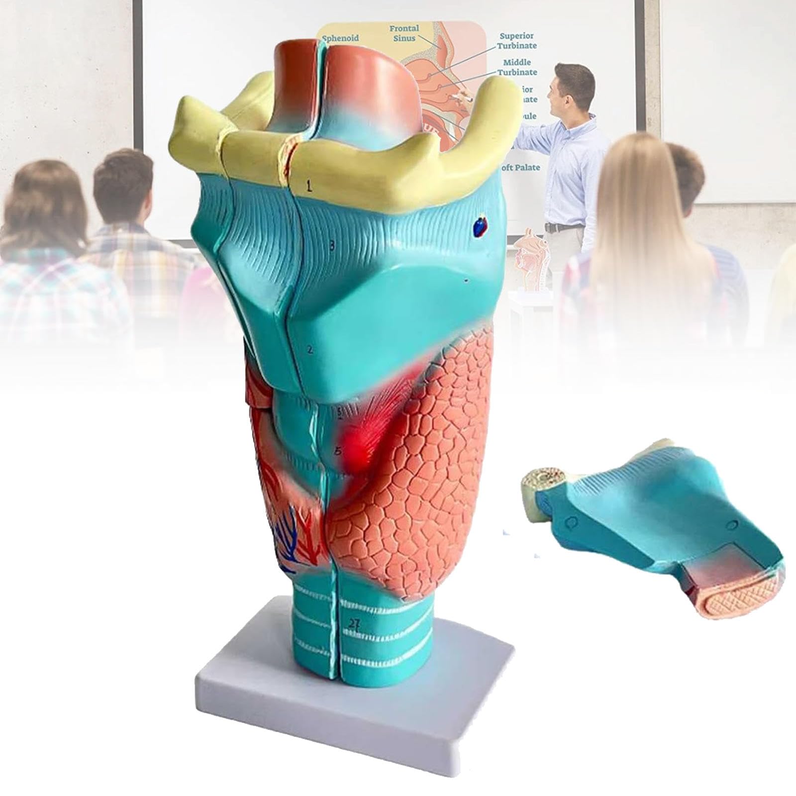 Buy Larynx Mode, Anatomically Accurate Throat Model 2X d Pharynx Model ...