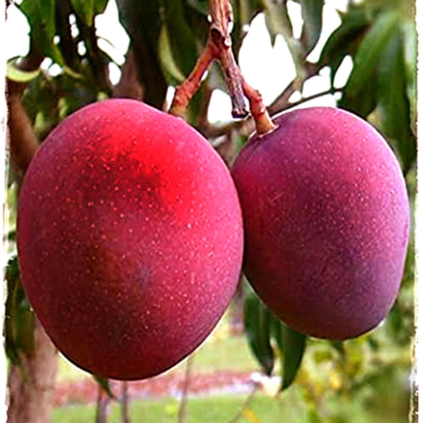Buy AGRO ALIVE Tommy Atkins Mango Live (y & Grafted) 1-1.5 Ft Online at ...