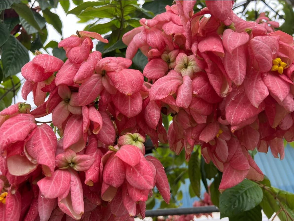 Pink Musanda Live Plant Mussaenda Erythrophylla Mussaenda Ashanti Flag ...