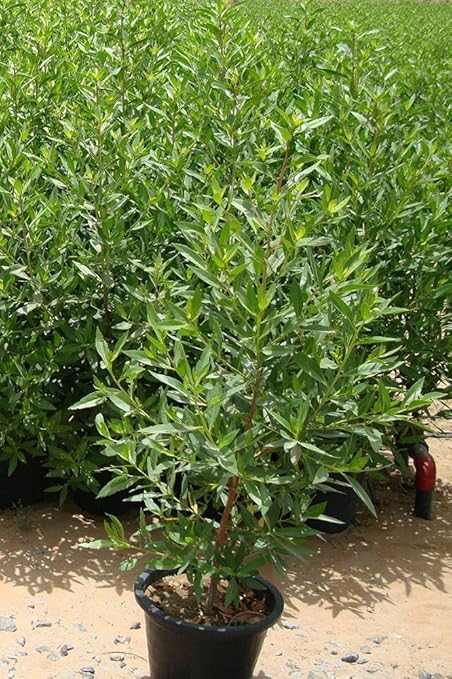 PLANTOGALLERY Plant Seeds | Evergreen Conocarpus Tree, Buttonwood ...