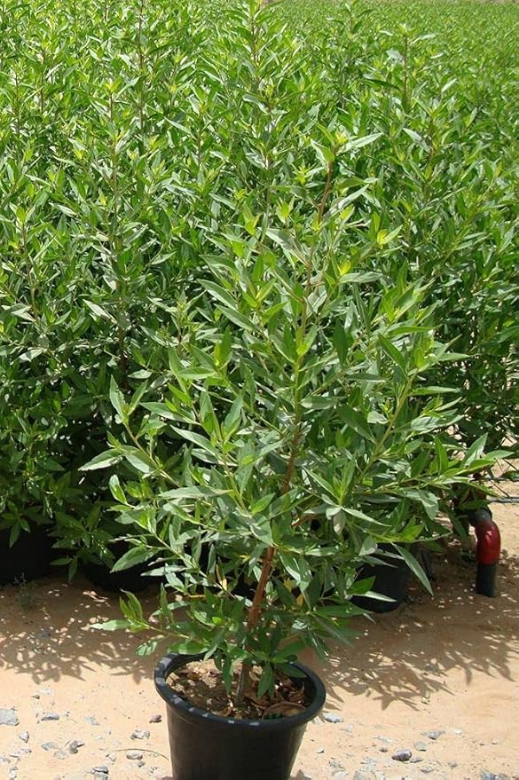 PLANTOGALLERY Plant Seeds | Evergreen Conocarpus Tree, Buttonwood ...