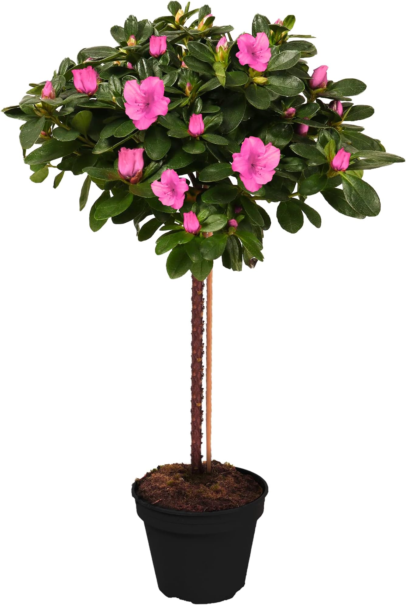Azalea Japonica Tree | Trees for Small Gardens Border Patio Potted ...