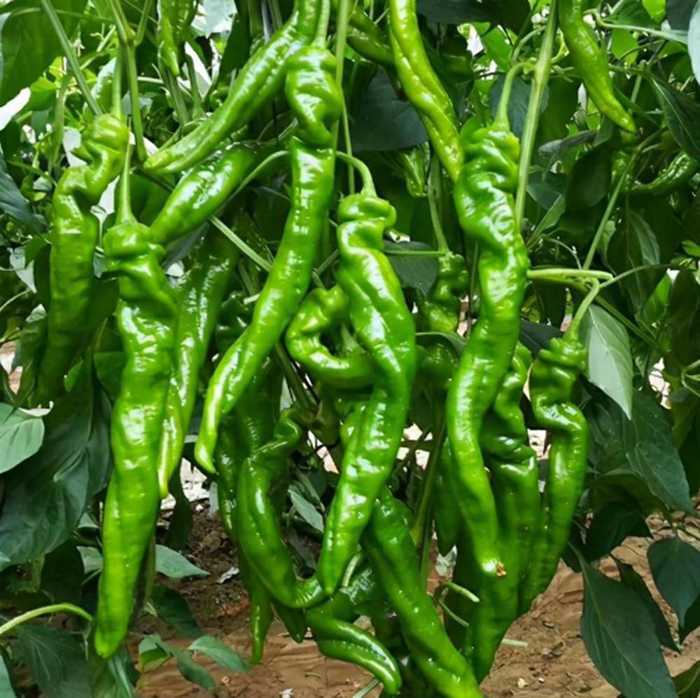 Amazon.com : 100 Spinner Pepper Seeds Medium Hot Pepper Vegetable Seeds ...