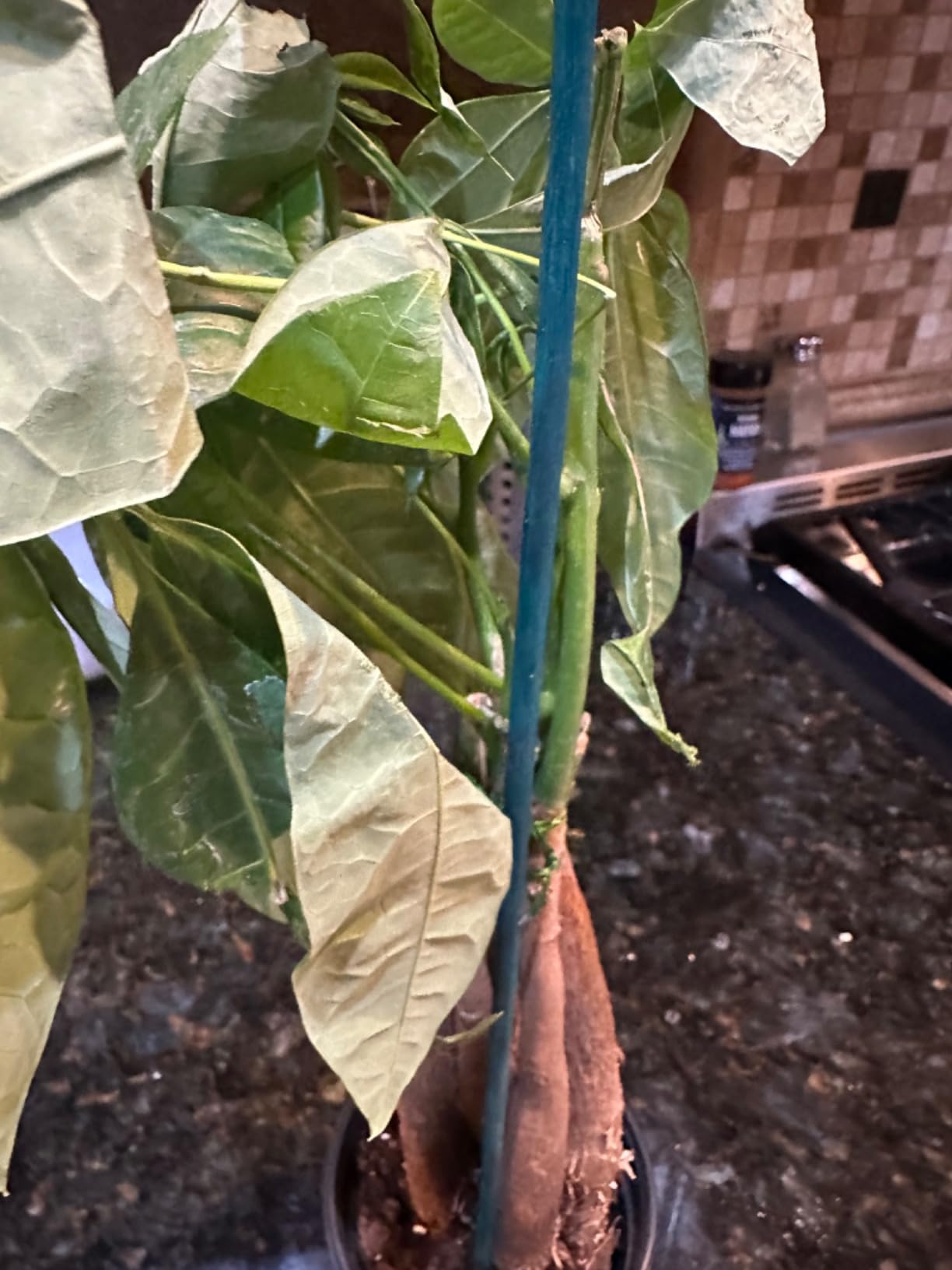 Amazon.com: Surmen Legacy Money Tree, Easy Care Indoor Plant, Home ...