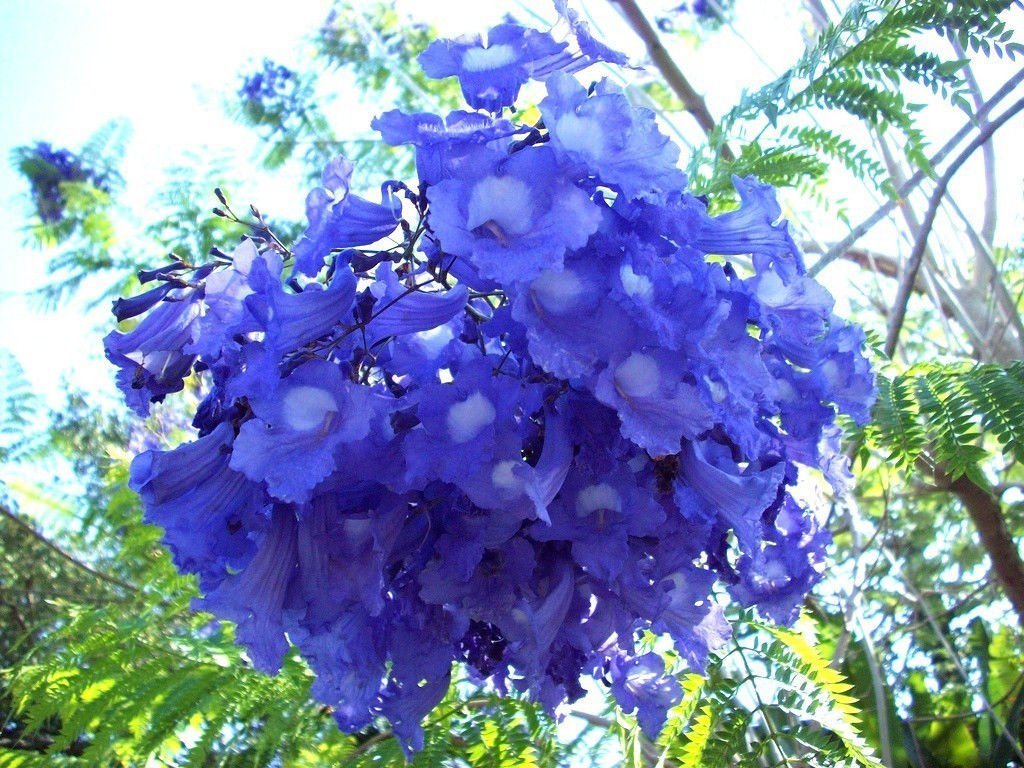 Blue Flamboyant Tree