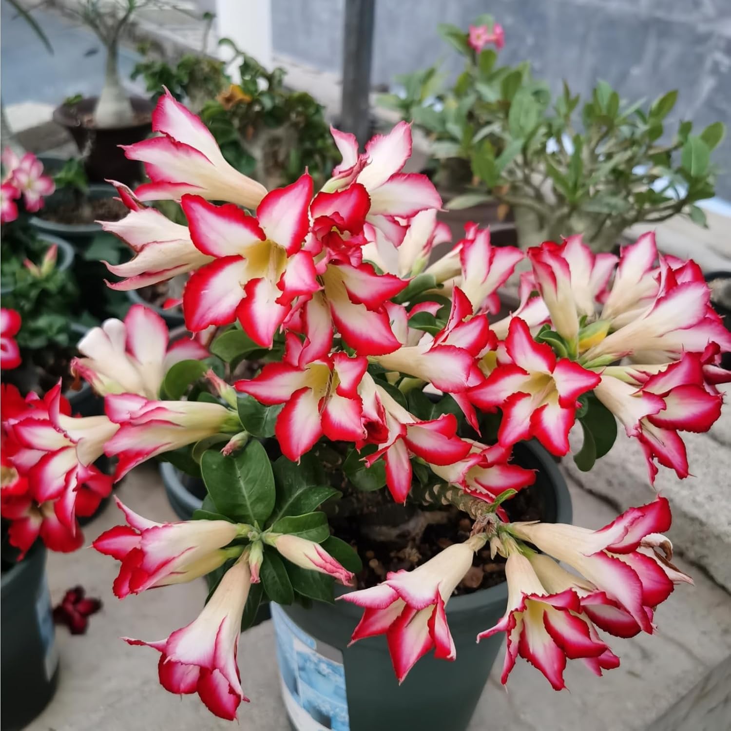 Desert Rose Bulbs Special Bedding Plants Especially Worth Planting-2 ...