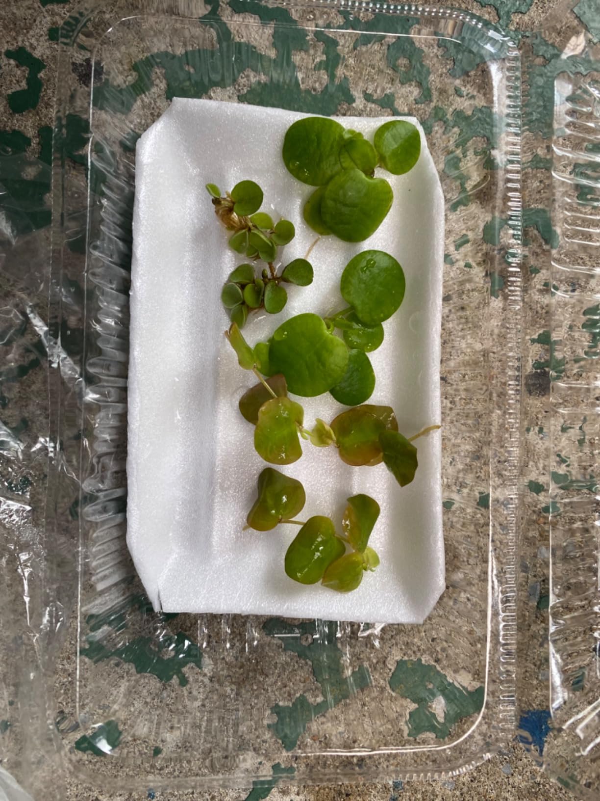 Amazon.co.jp: Floating Grass Set, 3 Types (pesticide-free) (2 of each ...