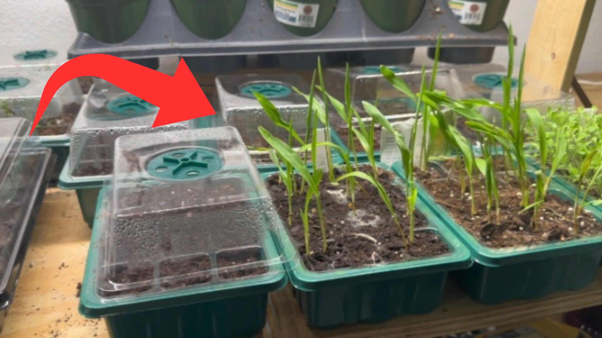 Watch The perfect seed starter! on Amazon Live