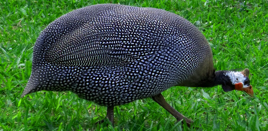 Guinea Fowl Sounds