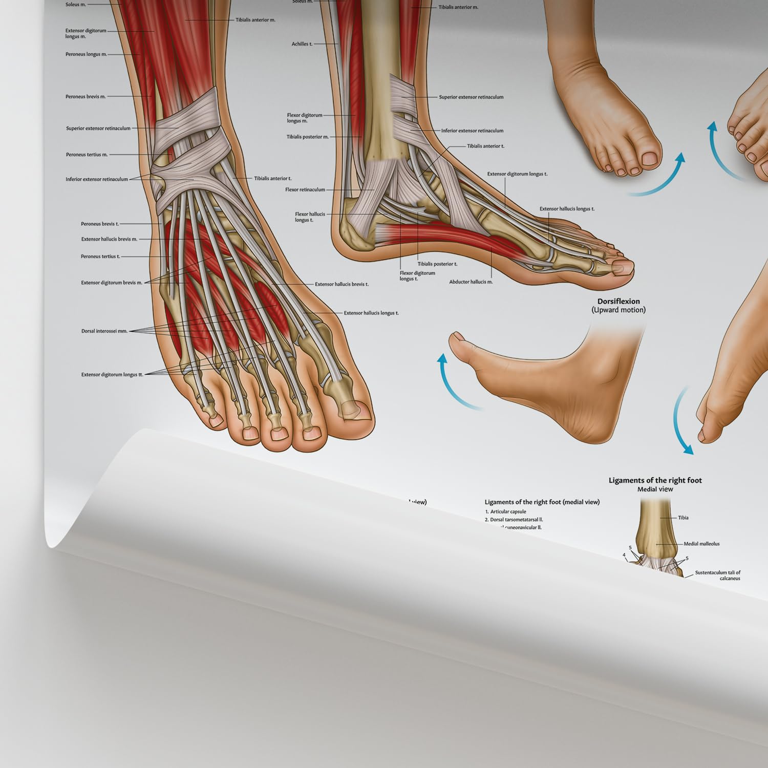 Anatomy Of Ankle And Lower Leg Anatomy Of The Lower Leg And Foot