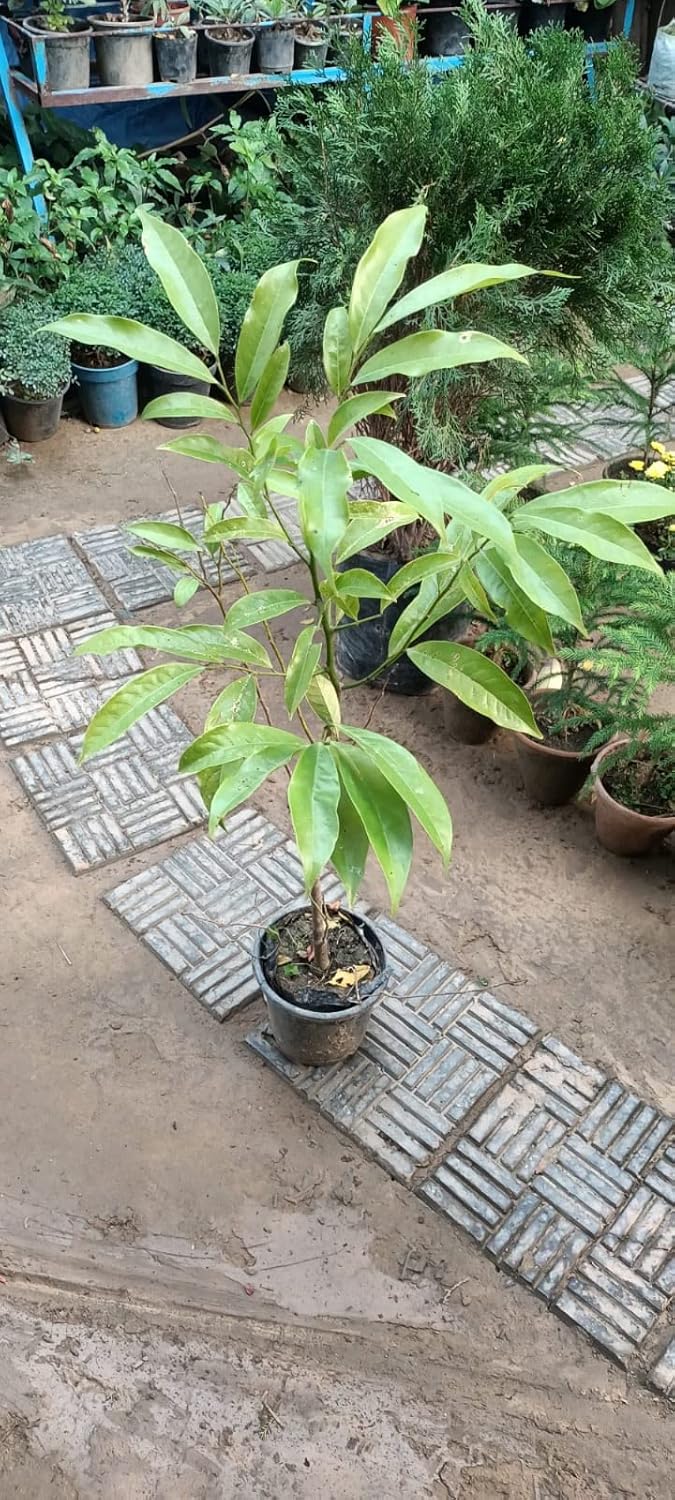 MAAN ORGANIC FARMS(TWO pack) Sacred Rudraksha Rudrakash Elaeocarpus ...