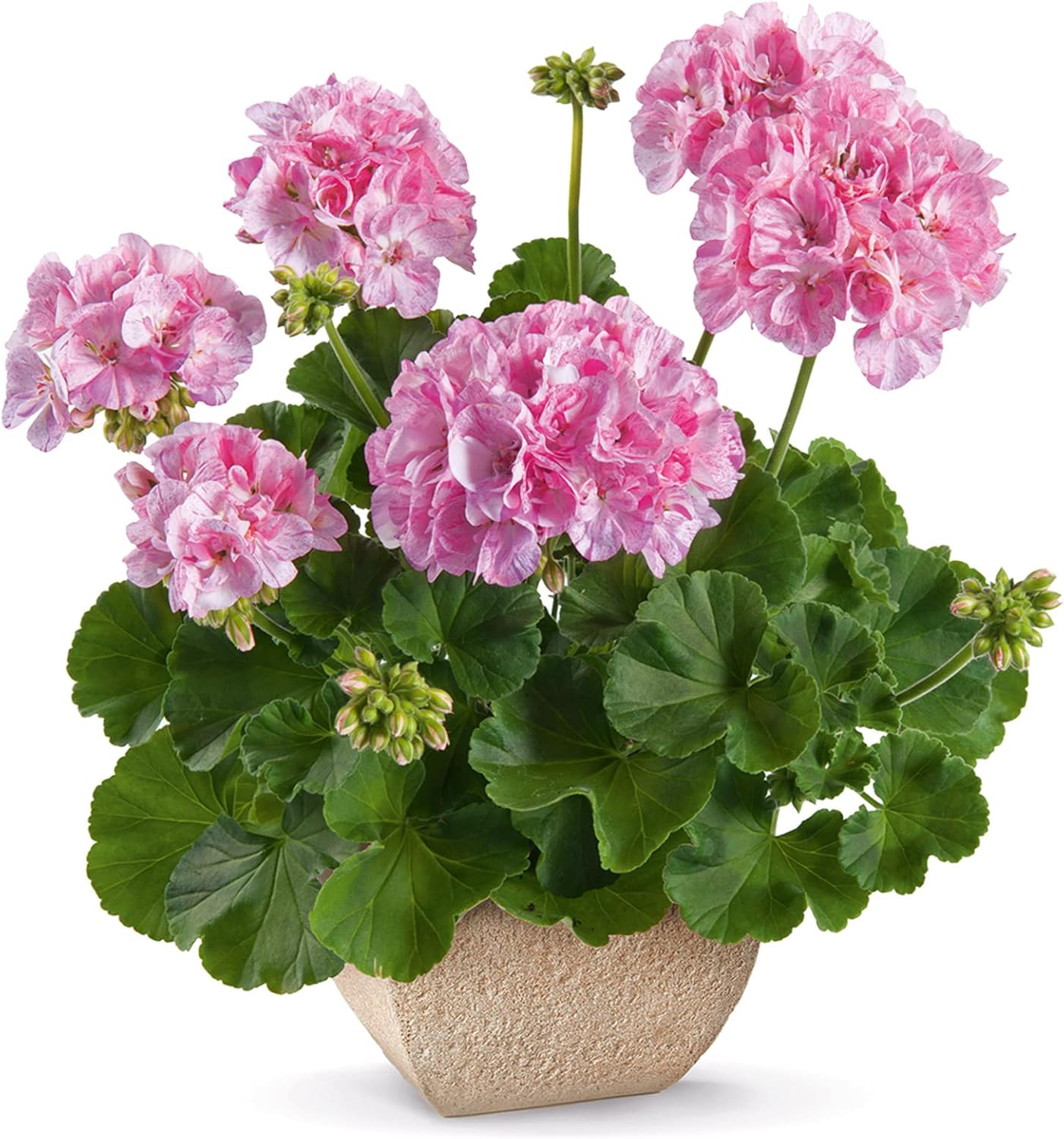 Upright Geranium Mosaic Pink- 6 Starter Plants-Geraniums Fantastic for ...
