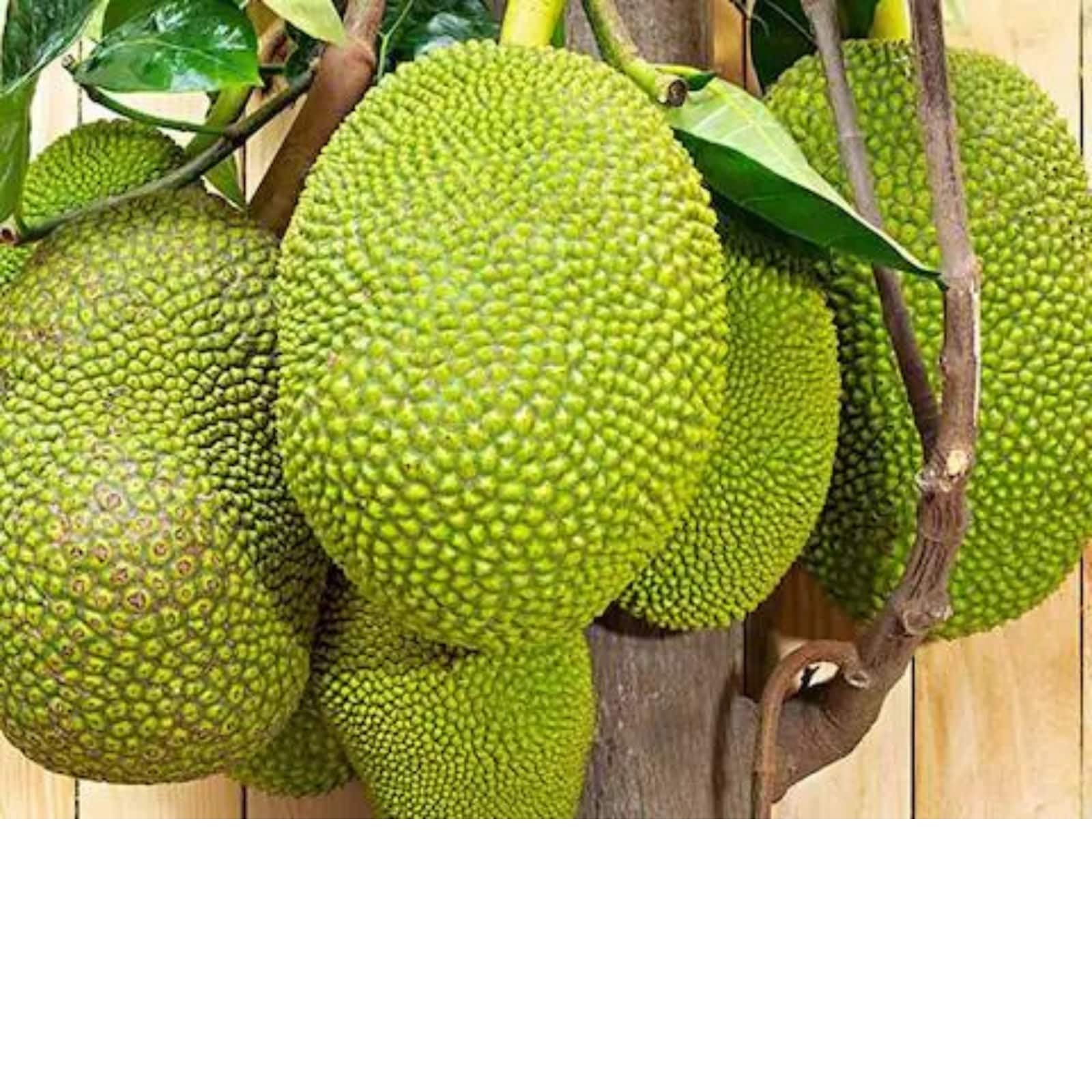 Farmcrane Jackfruit/Katehl/Pala palam…seeds 10 seeds pack : Amazon.in ...