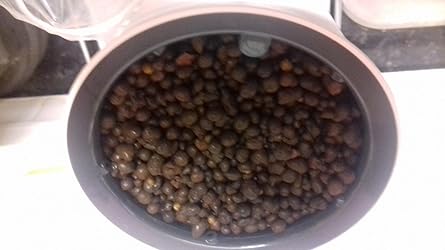 Botanium Indoor Hydroponic Herb and Plant Growing System, Ash Grey ...