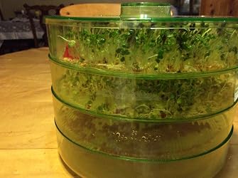 Biosta Sprouter with 3 levels -Green Tint : Amazon.ca: Sports & Outdoors