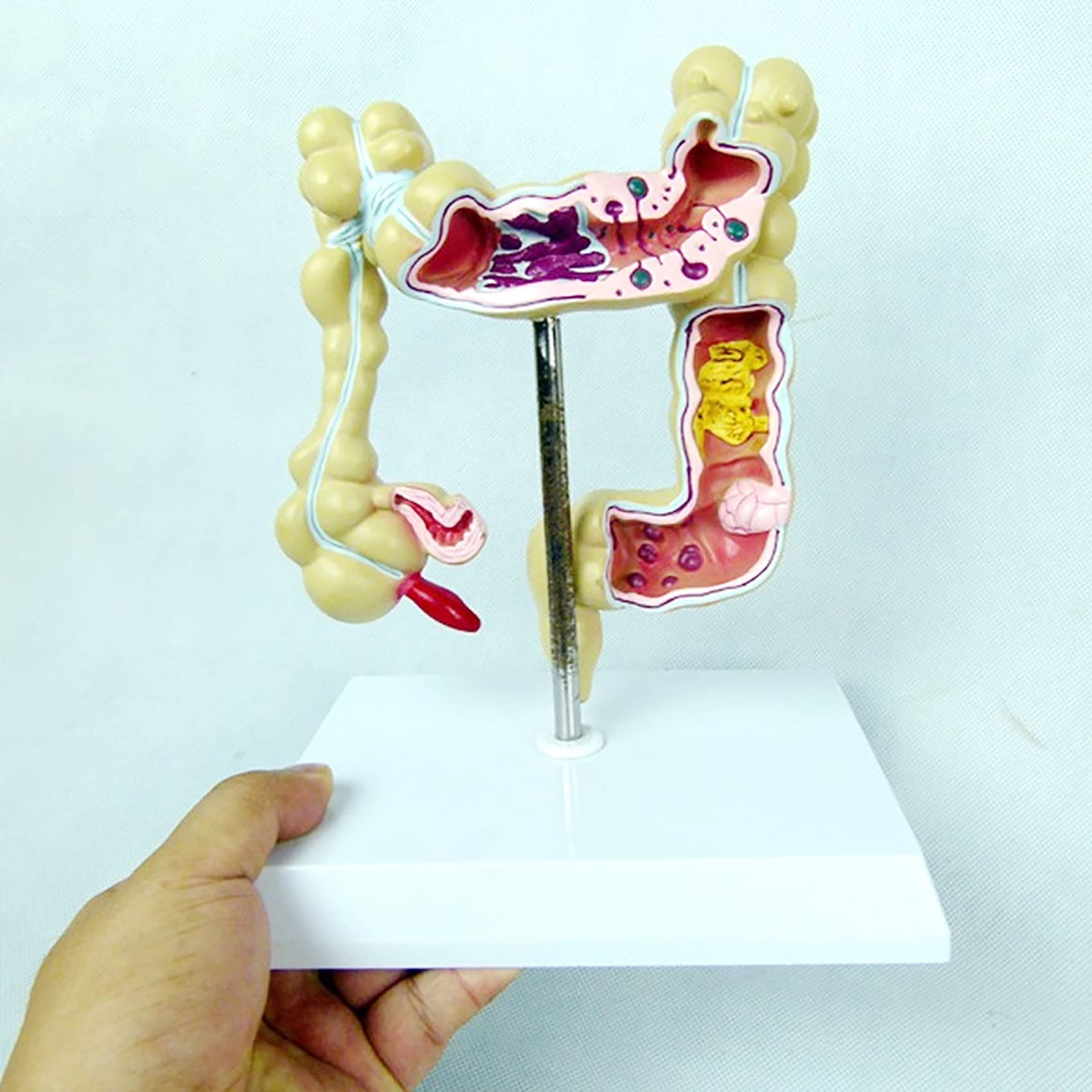 Jjff Colon Model Human Body Anatomy Replica Of Colon W | Desertcart Morocco