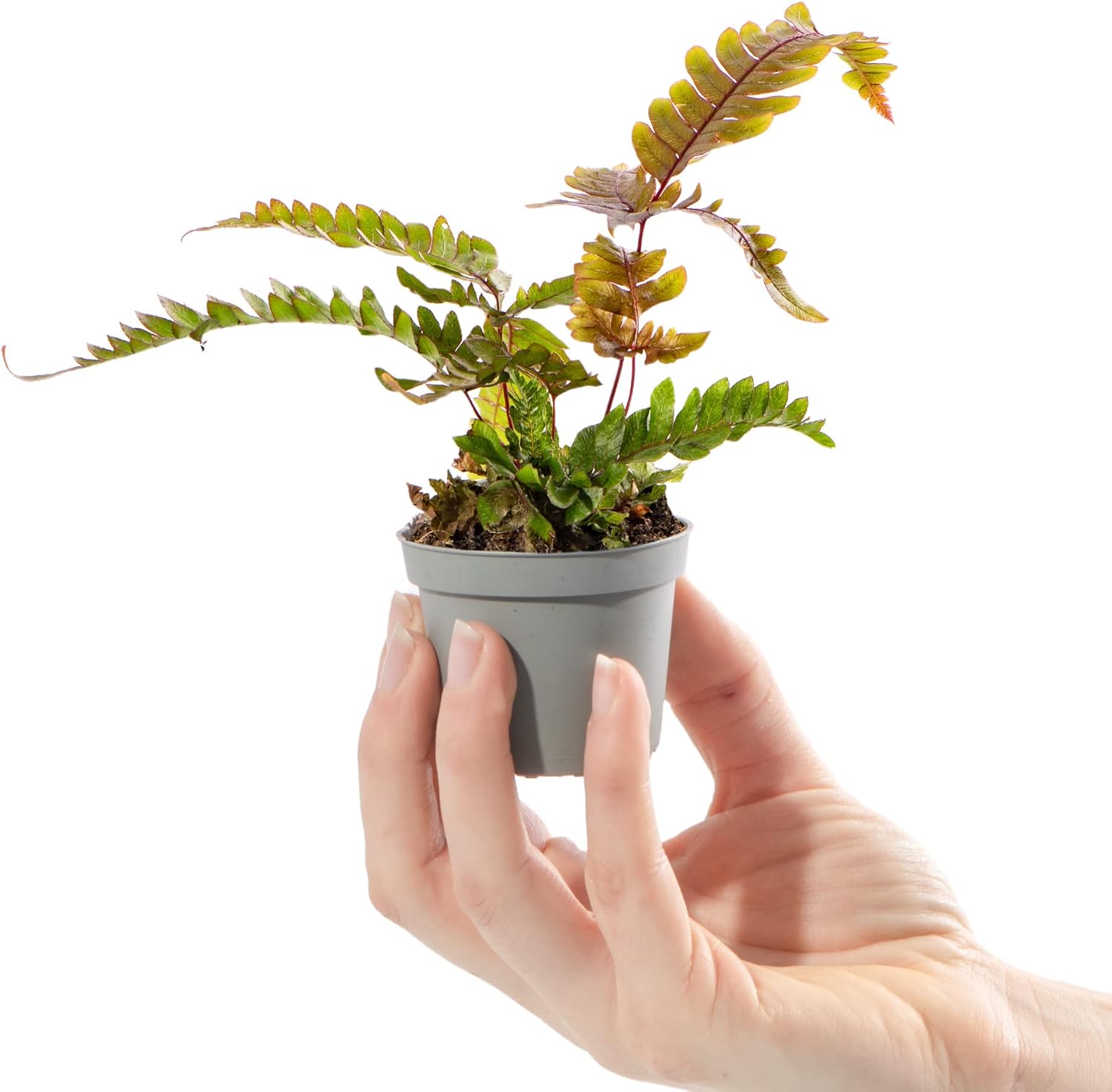 Baby Painted Brake Fern Plant - Pteris Tricolor Small Potted Houseplant ...