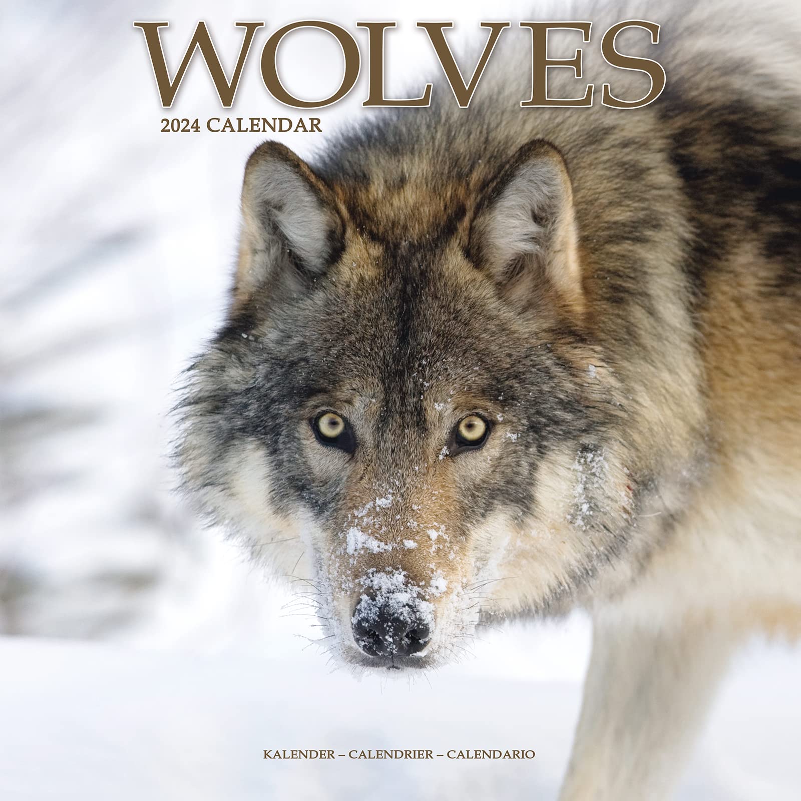 Amazon | Wolves 2024 Calendar | Avonside Publishing Ltd | 輸入版カレンダー