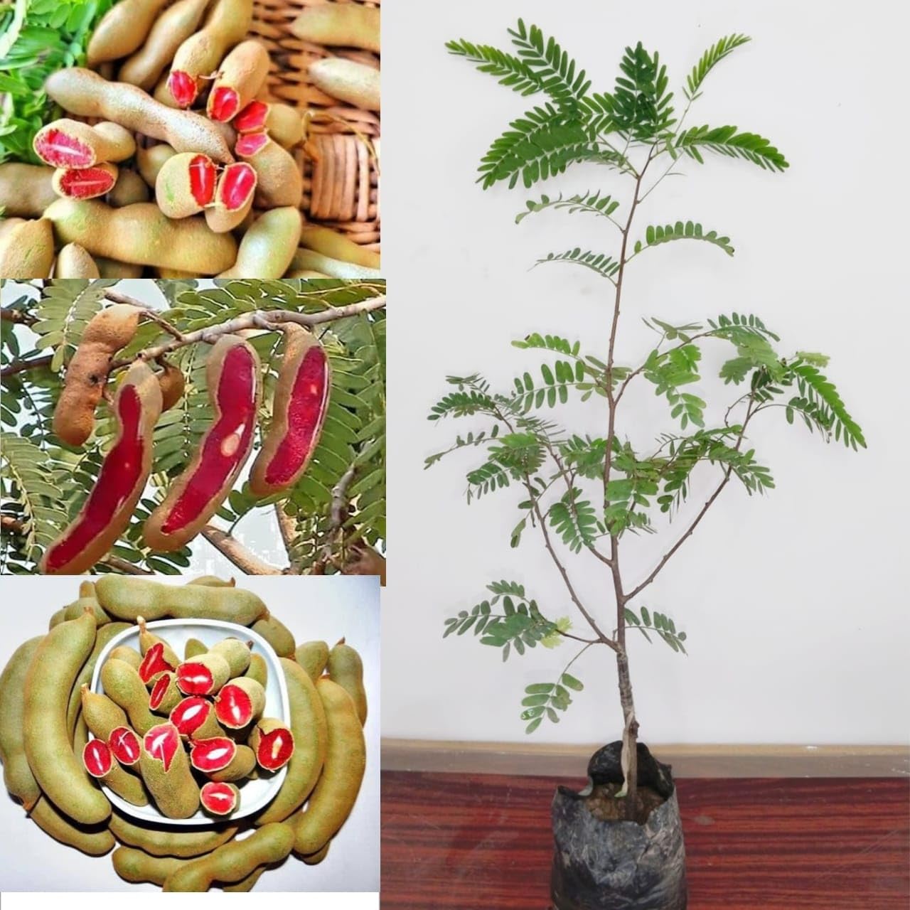 Golden Bloom Thai Grafted Sweet Red Tamarind Plant, Sweet Imli Tree ...