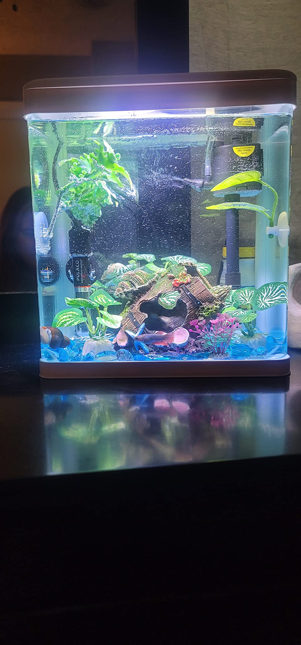 Amazon.com : PONDON Glass Fish Tank, 2 Gallon Aquarium Starter Kit ...