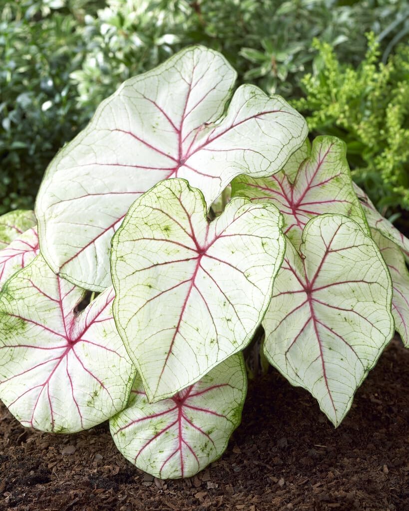 Amazon.com : 10 Florida Fantasy Caladium Bulbs for Planting - Perennial ...