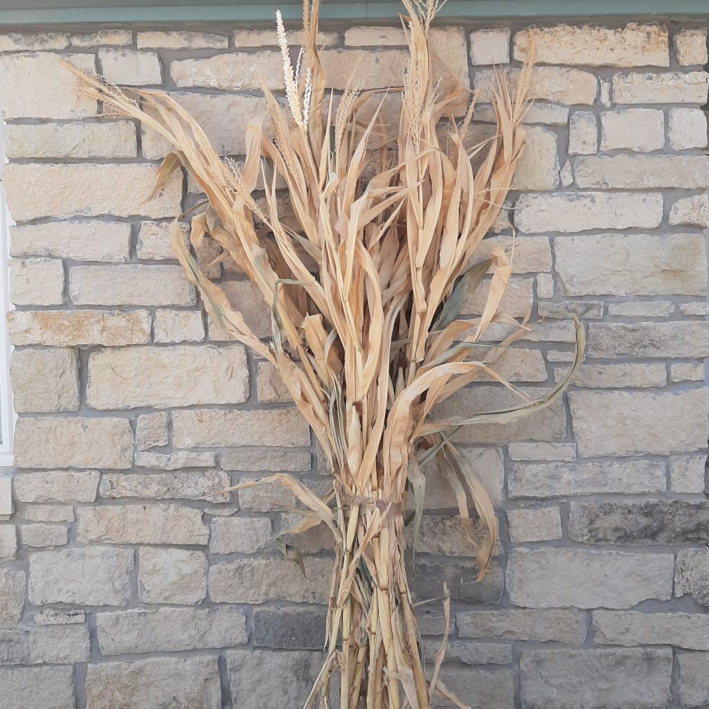 Amazon.com: Dried Corn Stalk Bundle - 12 Per Bundle - Corn Shucks ...