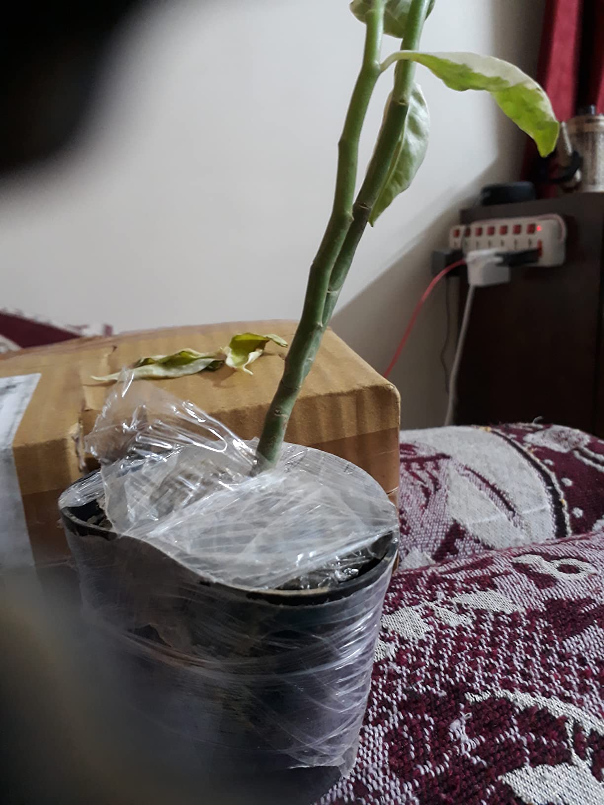 PlantaZee Naagdon/Nagdon Medicinal Plant with Pot : Amazon.in: Garden ...