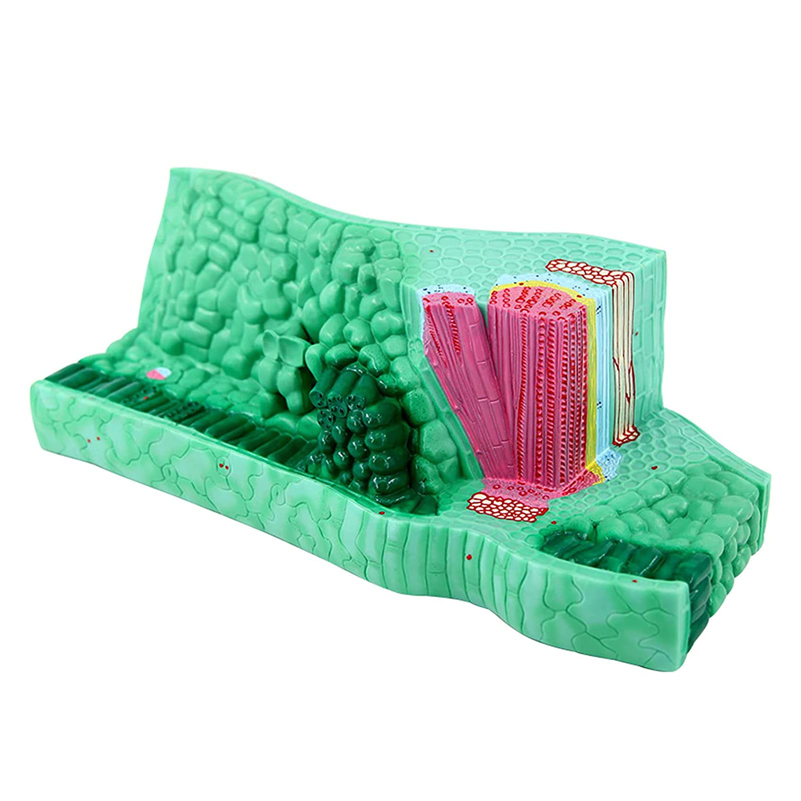 Buy Leaf Structure Model Anatomical Model, PVC Material Used for ...