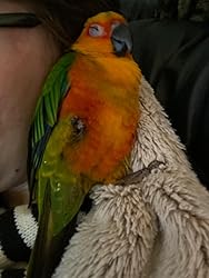 Amazon.com : Bird Sexing DNA Sample Collection Kit Gender Reveal Test ...