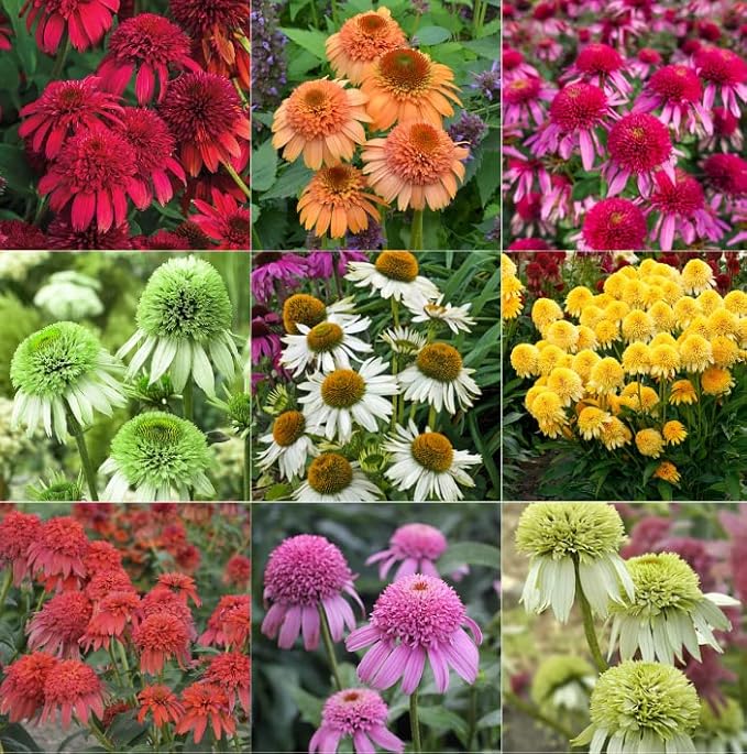 Amazon.com : 50 Mix Double Coneflower Seeds Echinacea Flower Seeds ...