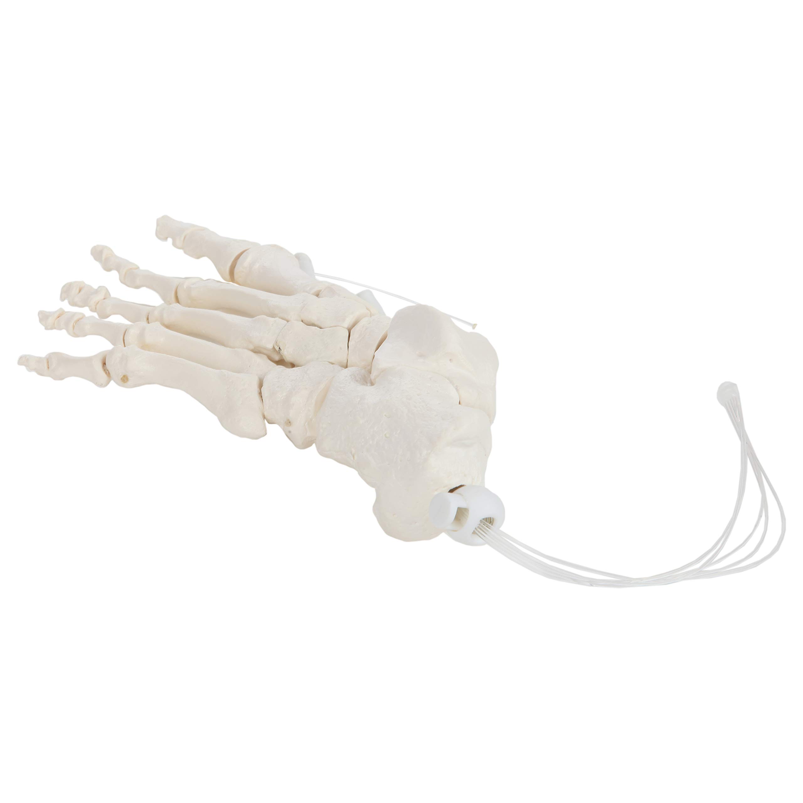 Snapklik.com : Axis Scientific Skeletal Foot Left Loosely Threaded And ...