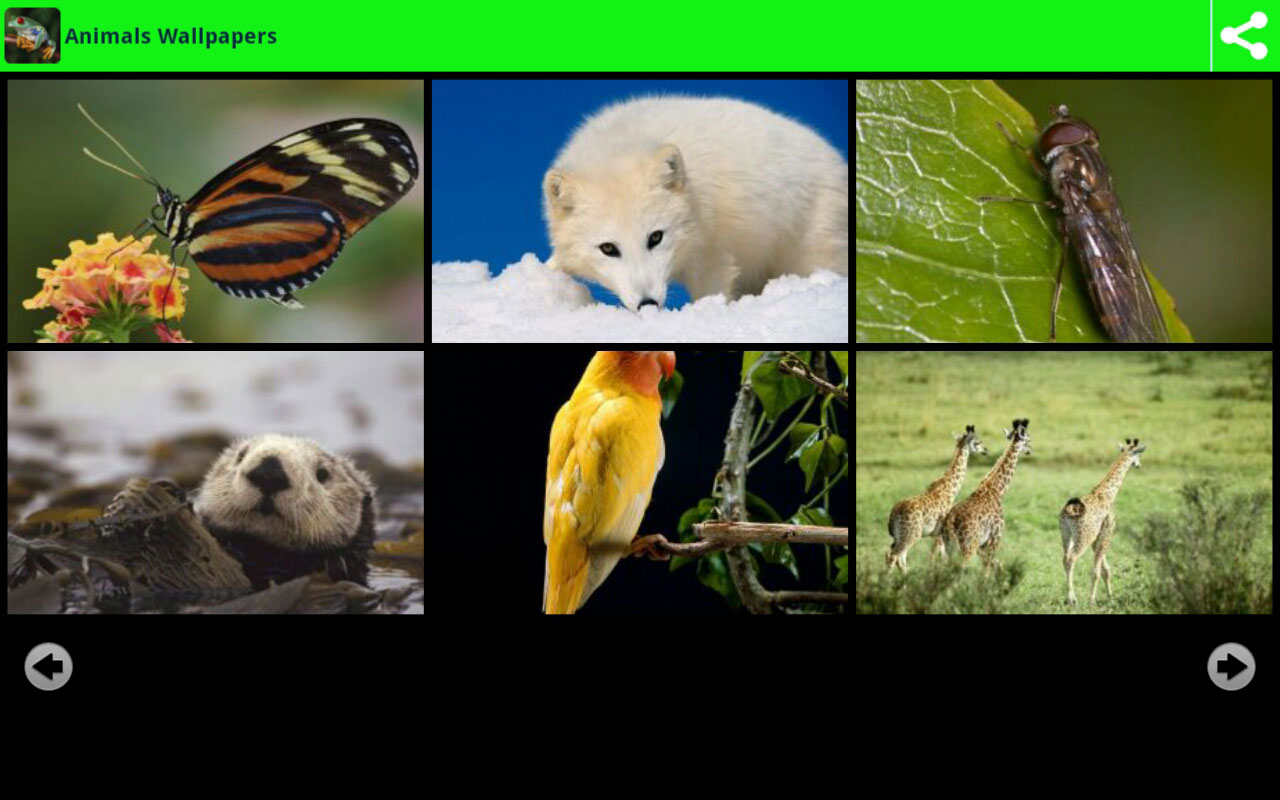 Animals Wallpapers - App on Amazon Appstore