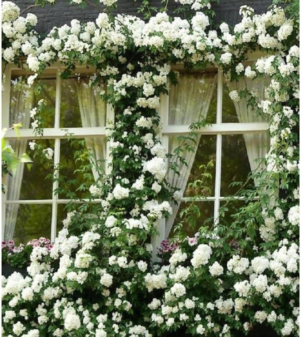 Amazon.com : Ma Cherie Roses- Cecille Brunner Climbing Rose Live Plant ...