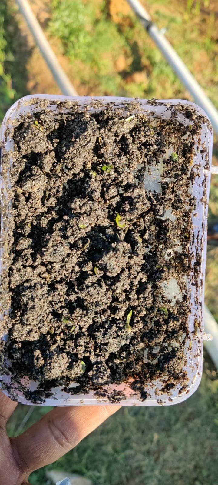 Gachwala Azolla Seeds - 1000 Floating Natural Aquatic/ Water ...