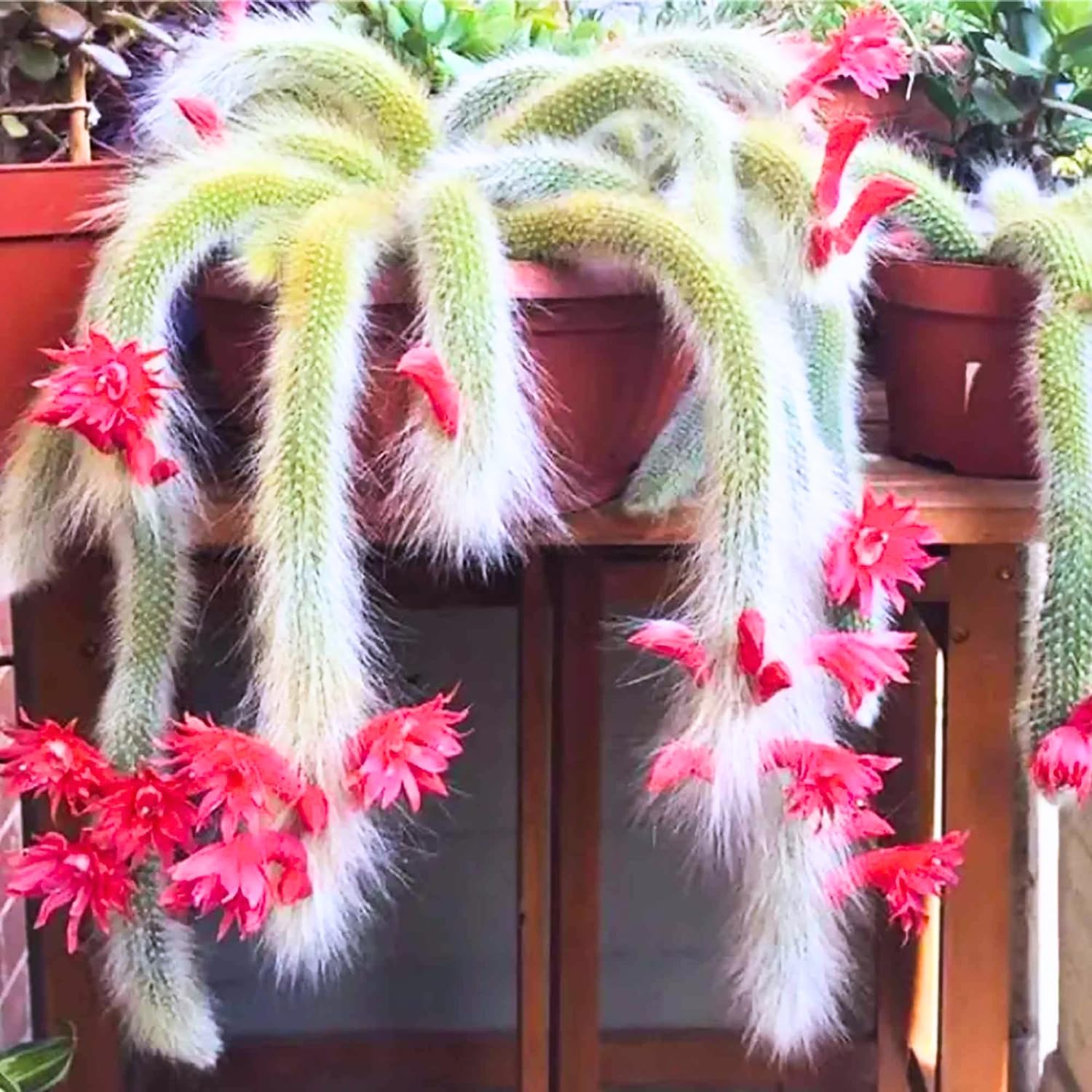 Amazon.com : Trailing Monkey Tail Cactus Live Plant, Rare Cactus Live ...