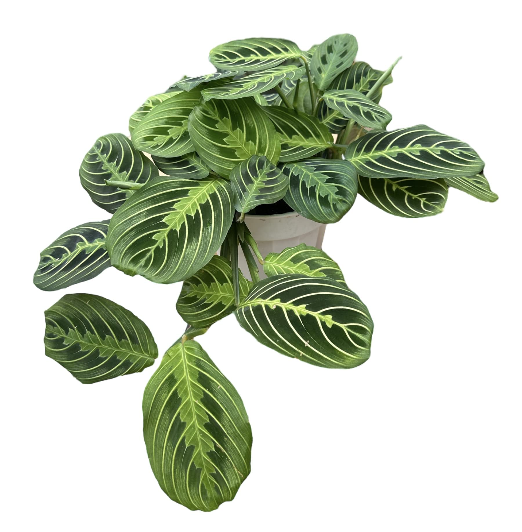 Amazon.com: Hopewind Plants Shop- Lemon Lime Prayer Plant, Lemon Lime ...