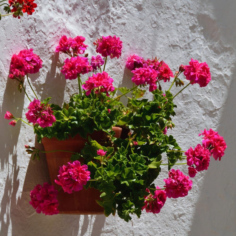 Amazon.com : 2 Pink Geranium Flower Plants Live, 4 to 7 Inc Tall Well ...