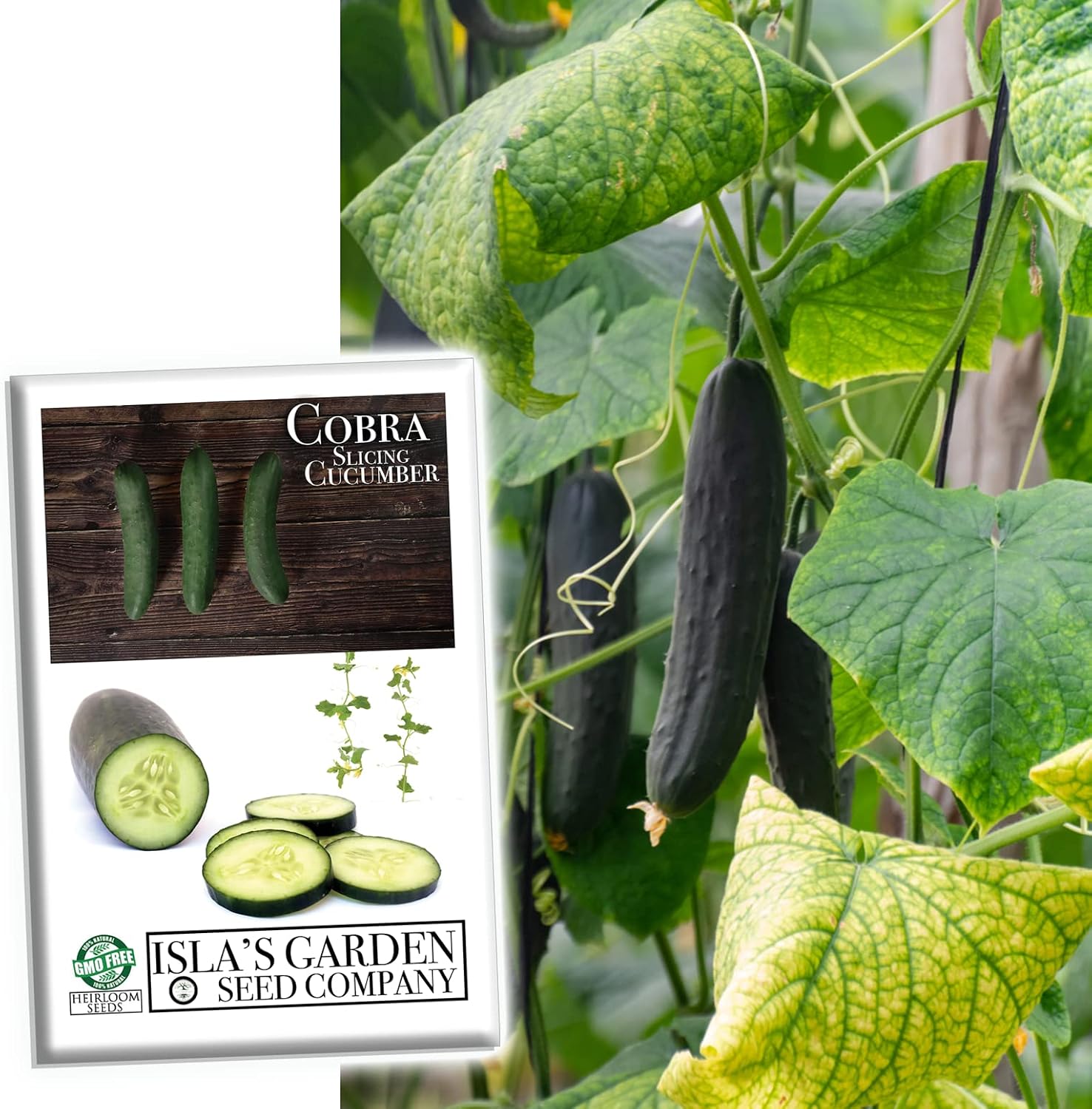 Amazon.com : Cobra Cucumber Seeds for Planting, 25+ Seeds Per Packet ...