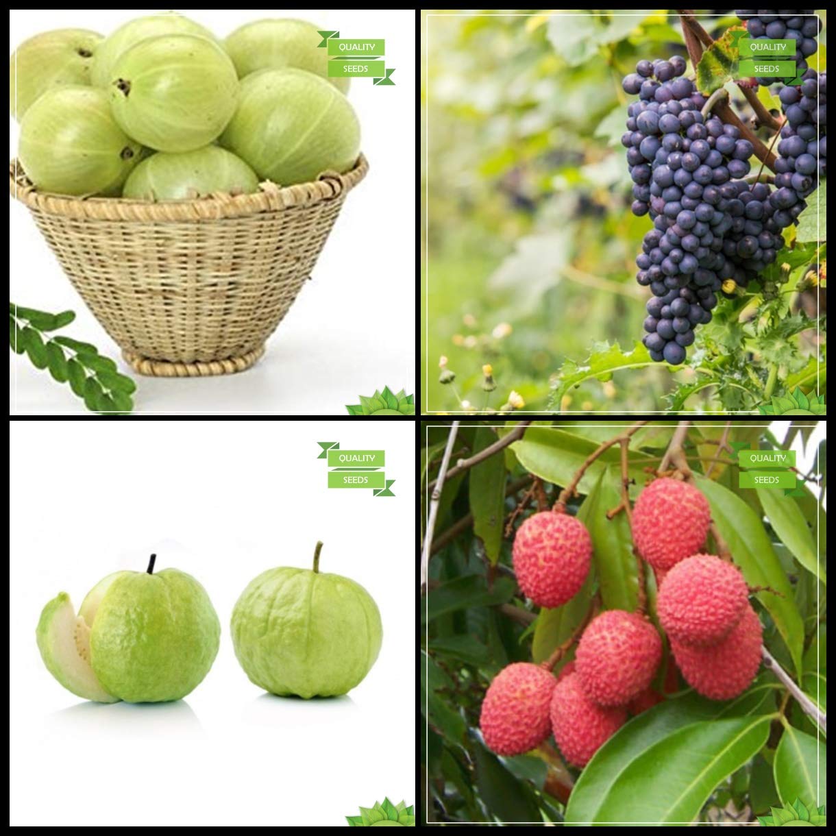 Creative Farmer Seeds India Combo Tree Seeds : Indian Gooseberry, Grape ...