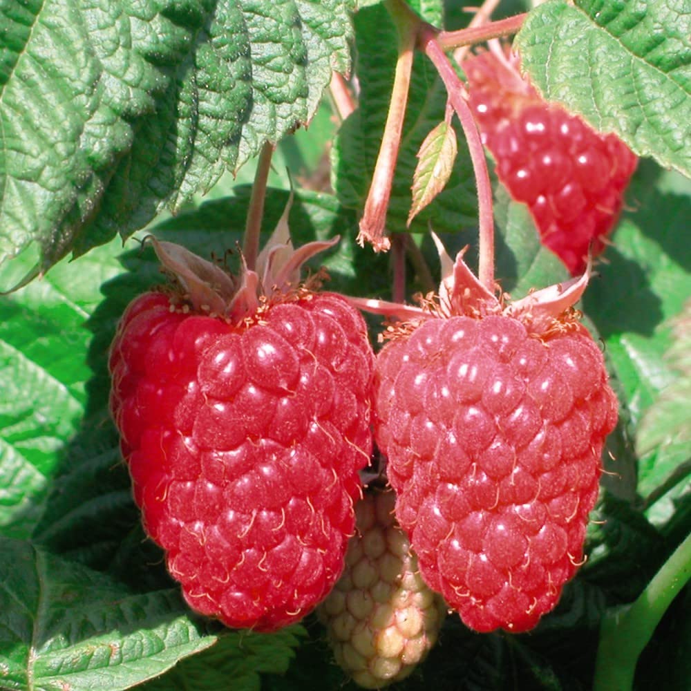 Raspberry Canes Ready to Plant UK 'Cascade Delight' Summer Fruiting ...