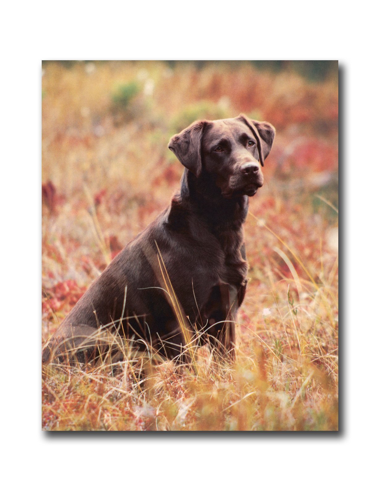 Chocolate Lab In A Feild