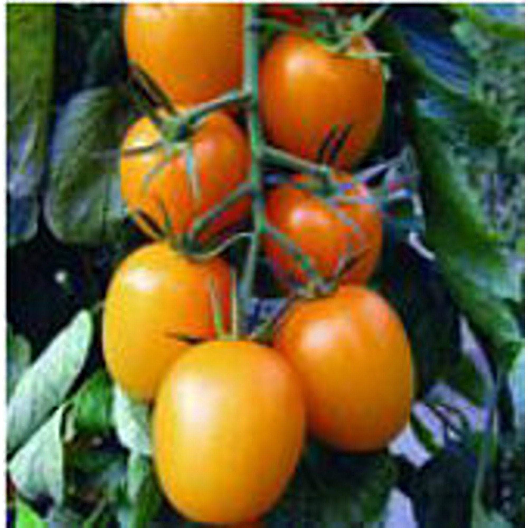 Amazon.com : Golden Rave Tomato Seeds (((50 Seed Packet))) (More ...