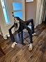 Amazon.com: Spirit Halloween 3.5 Ft Night Crawler Animatronic : Toys ...