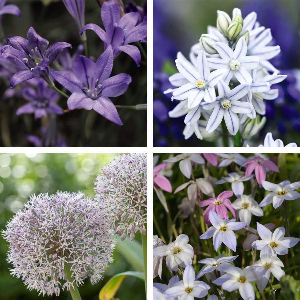 Spring Bulbs Mixed Flowering Collection Cottage Garden Hardy Perennial ...